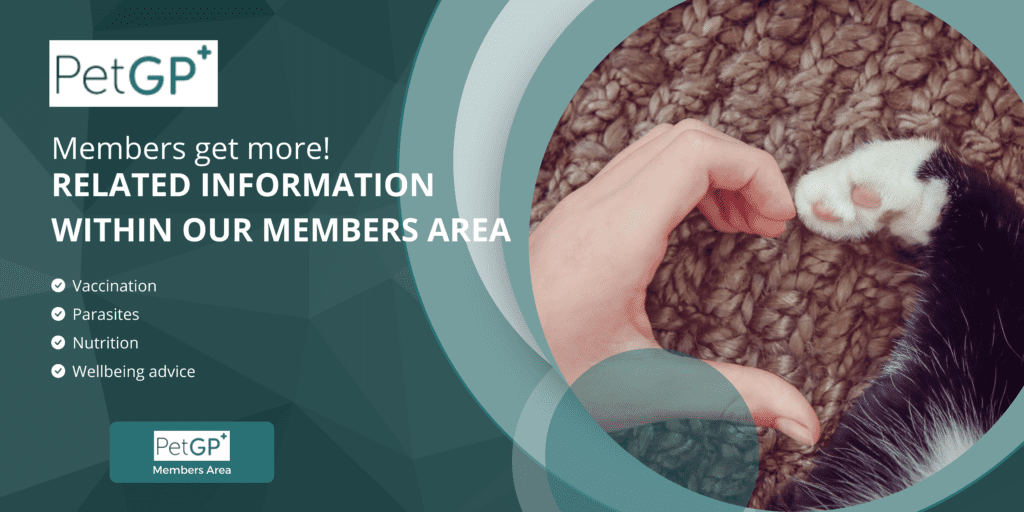 Traditional vs Laparoscopic Bitch Spays – Which one to Choose - Pet GP