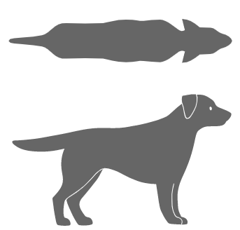 Should You Be Able To Feel Your Dogs Ribs