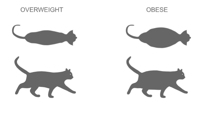 Home Weight Assessment for Cats - Pet GP