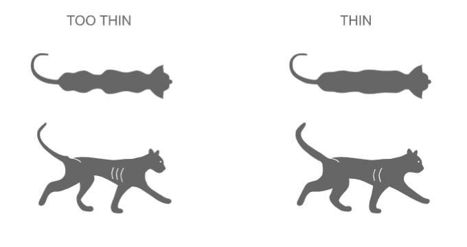 Home Weight Assessment for Cats - Pet GP