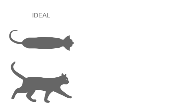 Home Weight Assessment for Cats - Pet GP